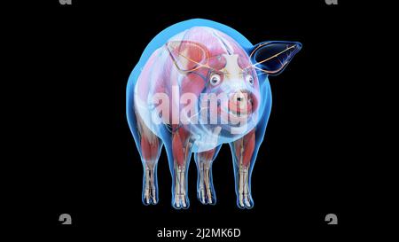 Pig lymphatic system, illustration Stock Photo - Alamy