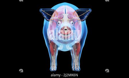 Pig lymphatic system, illustration Stock Photo - Alamy