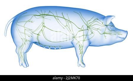 Pig lymphatic system, illustration Stock Photo - Alamy