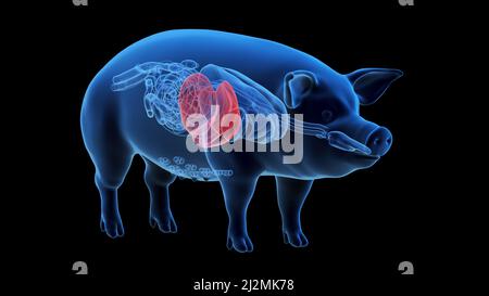 Pig liver, illustration Stock Photo - Alamy