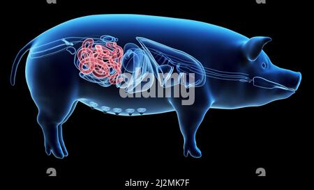 Pig small intestine, illustration Stock Photo - Alamy