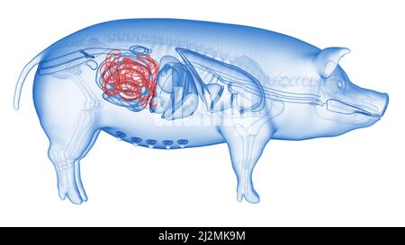 Pig small intestine, illustration Stock Photo - Alamy