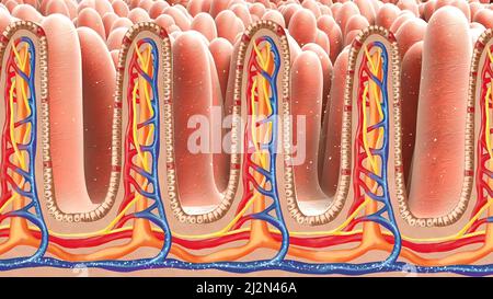microvilli surface of digestive system, Intestinal villi with bacteria ...