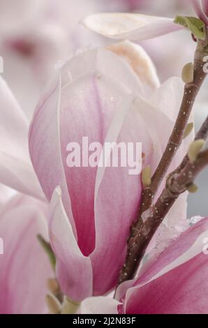 Frost covered Spring time blossom sudden confrontation with harsh ice ...