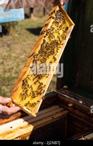 Bee family in evidence on wax honeycombs. Beekeeper and beekeeping ...