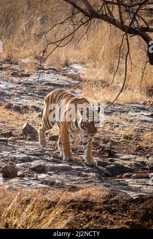 A beautiful female Bengal Tiger (Panthera tigris tigris) in Pench National Park, Madhya Pradesh ...