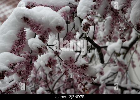 Pink cherry tree blossoms - Snow falls on spring flowers and cherry ...