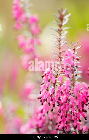Blooming erica carnea on a blurred background. Pink erica carnea on the ...