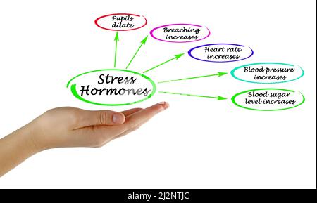 Five actions of stress hormones Stock Photo - Alamy