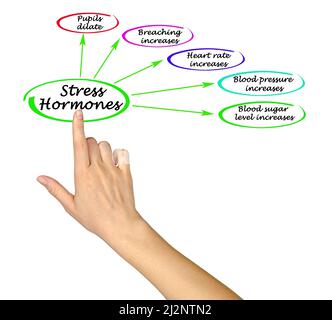 Five actions of stress hormones Stock Photo - Alamy