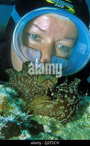 Sea hare - Aplysia fasciata Stock Photo - Alamy