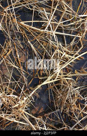 Wild reeds soaking in shallow water on a cold winter's day in black and ...