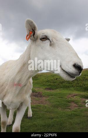 Head Of A Sheep Stock Photo - Alamy
