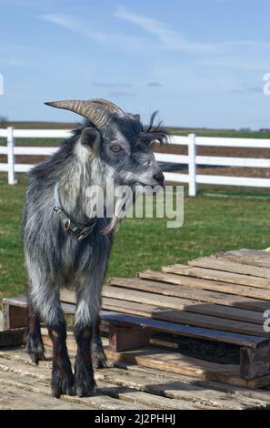 Goat on Amish Farm Stock Photo - Alamy