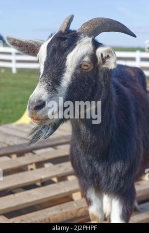 Goat on Amish Farm Stock Photo - Alamy