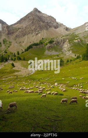 A flock of sheep grazes in a meadow in the mountains Stock Photo - Alamy