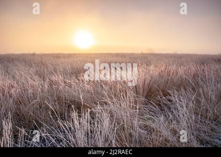 Sunrise subdued light caused by fog and mist in winter Cannock Chase ...