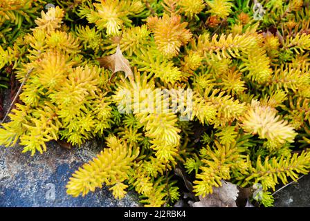 Early spring flowers in Northeast Ohio Stock Photo - Alamy