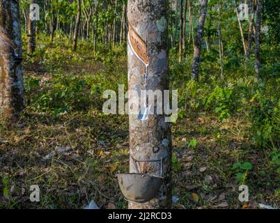 Rubber elastic latex extracted from Rubber tree Kerala India Stock ...