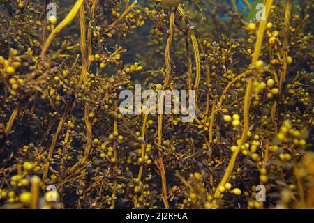 Japanese wireweed (Sargassum muticum), invasive brown seaweed ...