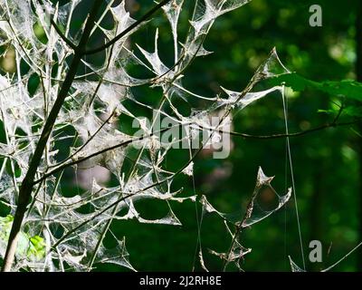 Weeping Cherry Moth Stock Photo - Alamy