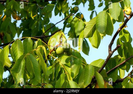 immature walnut tree during fruit ripening, walnuts in green shells and ...