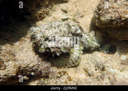 False stonefish, false scorpionfish, devil scorpionfish, Buckel ...