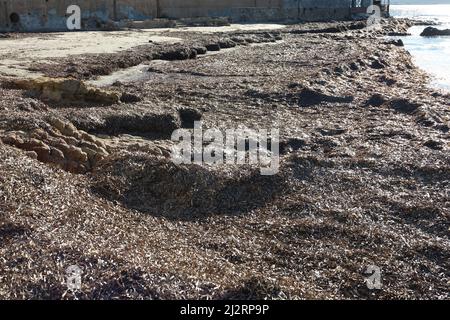 Posidonia clusters on the beach after a gust of wind Stock Photo - Alamy