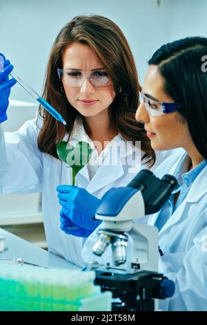 Two female scientists or researchers conducting scientific research on ...