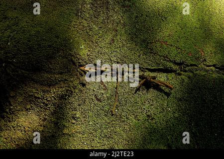 Section of barbed wire embedded in growing tree trunk Stock Photo - Alamy