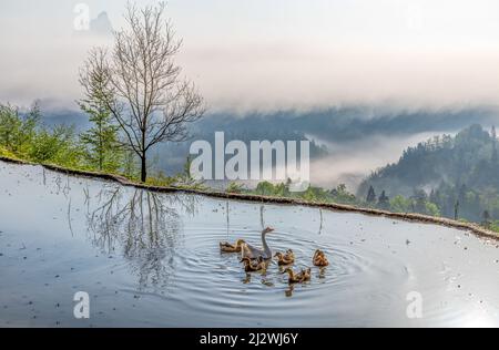 CHONGQING, CHINA - APRIL 3, 2022 - Photo show a rural morning covered ...