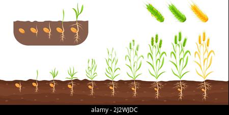 Vector illustration of stages of wheat seed growth. Cycle of growth of ...