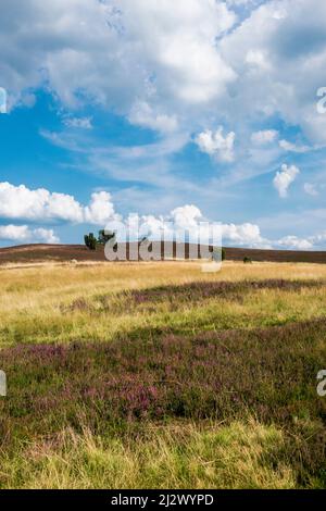 Flowering heath and juniper, near Niederhaverbeck, Lueneburg Heath ...