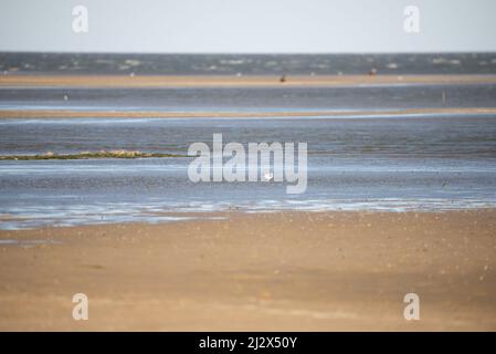 A pretty seagull walking along the seashore Stock Photo - Alamy