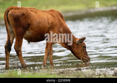 Asian Cows grazing and calf day Stock Photo - Alamy