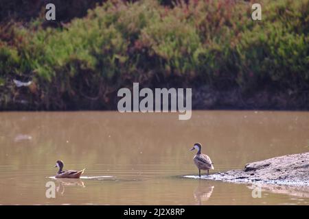 Anas bahamensis couple (White-cheeked pintail) swimming and feeding (along with another species ...