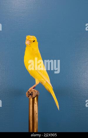 A vertical closeup of the domestic canary on the perch Stock Photo - Alamy