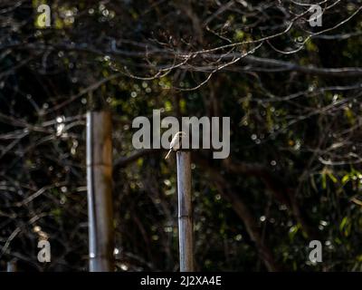 A closeup of a tiny Bull-headed Shrike perched on dried branches of a ...