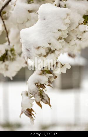 Frost covered Spring time blossom sudden confrontation with harsh ice ...