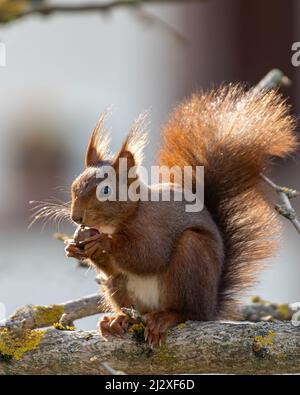 Red squirrel, Sciurus vulgaris, single mammal in branch, Scotland ...