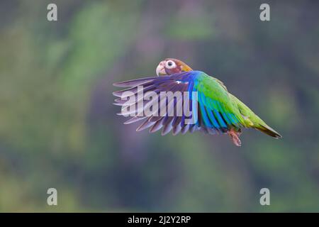 Brown-hooded Parrot - taking off Pyrilia haematotis Boco Tapada, Costa ...