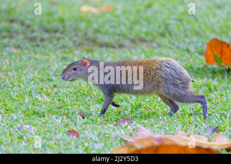agouti agoutis rodent rodents "central america" "central american ...