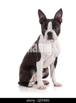 Young Boston terrier bi color in a blue-green basin on white background ...