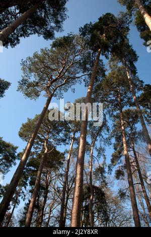 pine trees wisley surrey england Stock Photo - Alamy