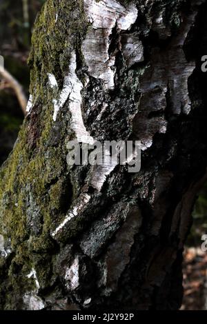 Birch trunk with moss Stock Photo - Alamy