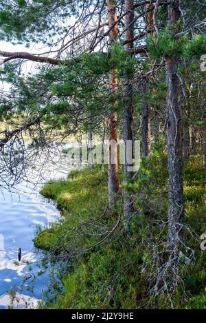 Lake in Seitseminen National Park, Finland Stock Photo - Alamy