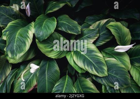 Moody deep green Peace Lily plant with petal, monocot houseplant ...