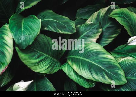 Moody deep green Peace Lily plant with petal, monocot houseplant ...