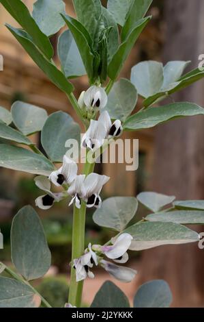 Spring blossom of broad beans plant in eco vegetables garden close up ...