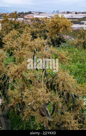 Harvesting and seasonal blossom of evergreen avocado trees on ...